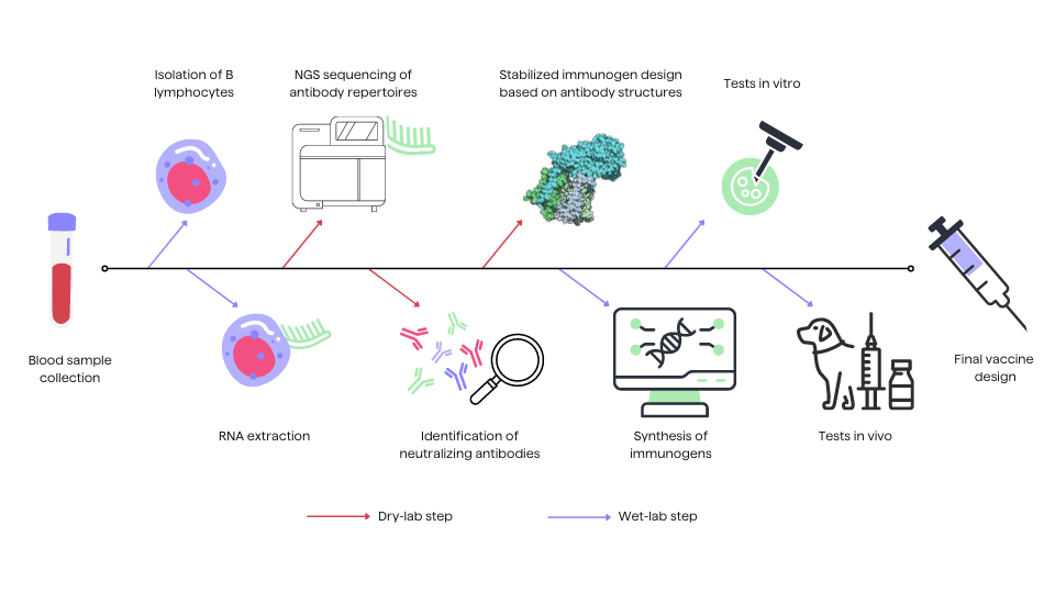 Antibody Library Design
